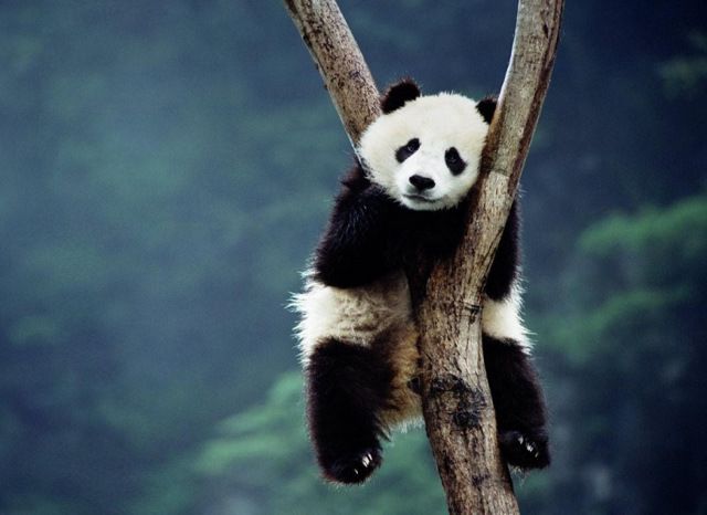 Activitatea umană a dus la distrugerea a 83% din animale - EcoFM