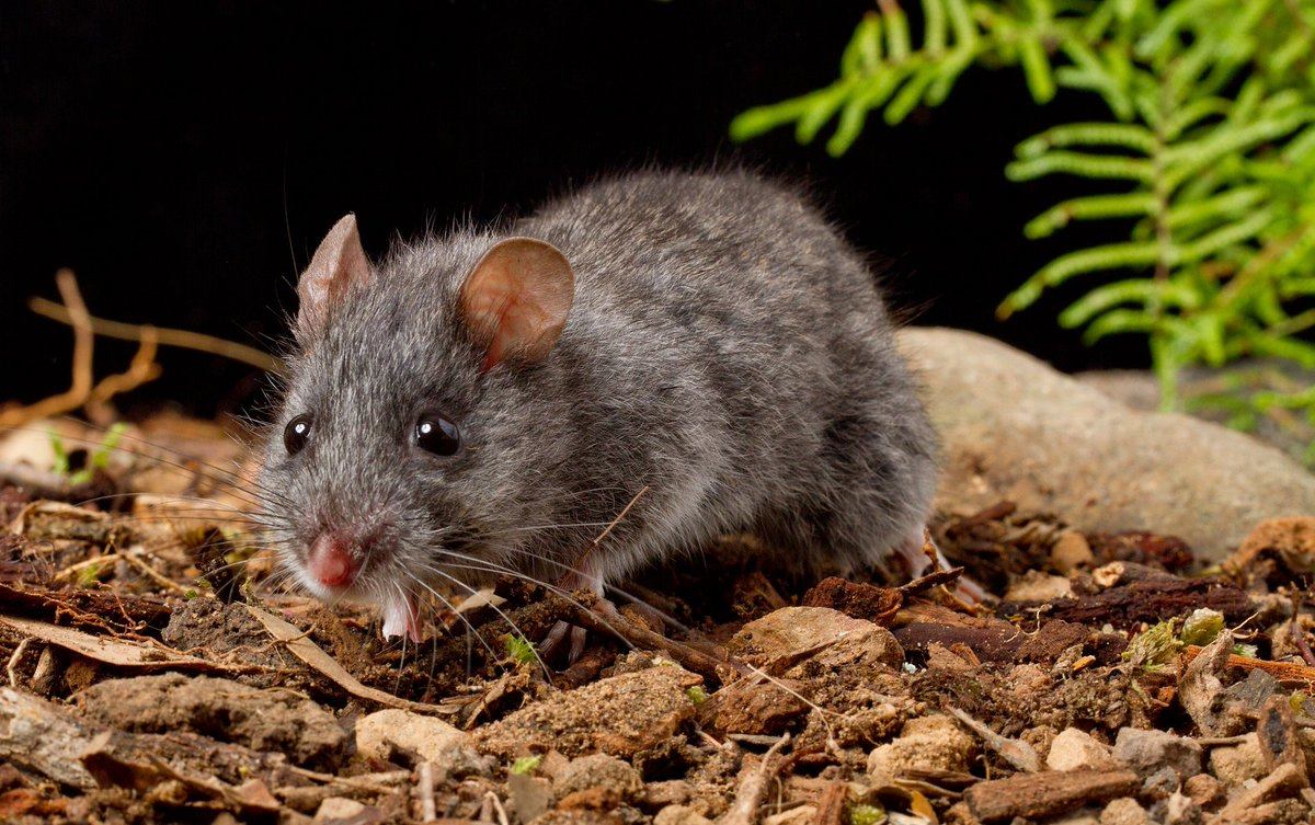 A fost identificată prima specie de animale complet distrusă de ...