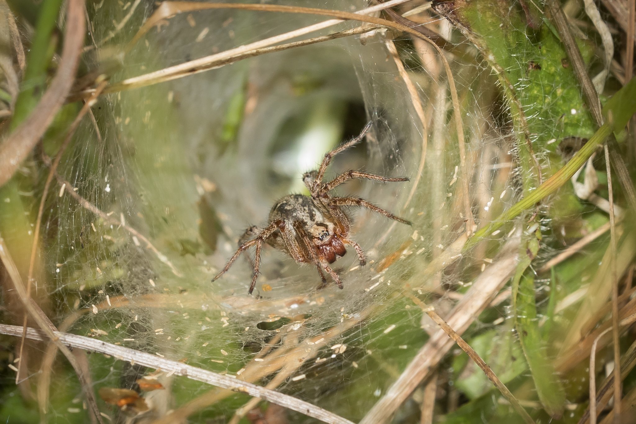 Atenție la aceste insecte: Turiștii sunt avertizați în legătură cu ...
