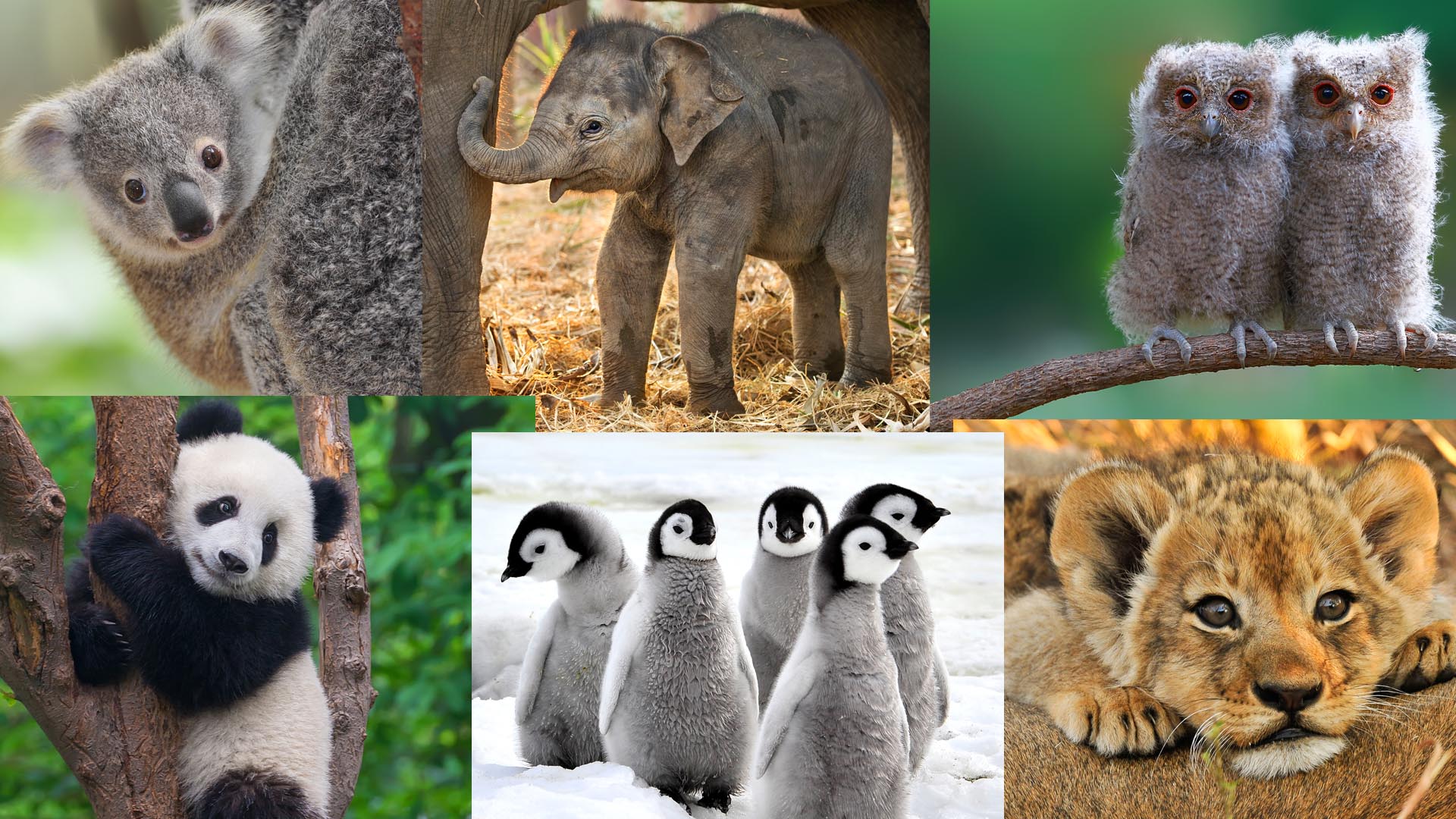 A fost stabilit numărul aproximativ de specii de animale exterminate ...