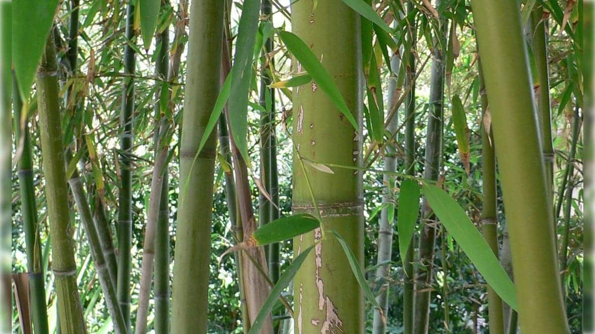 Bambusul va înflori în curând în Japonia: ecologiștii explică de ce ...